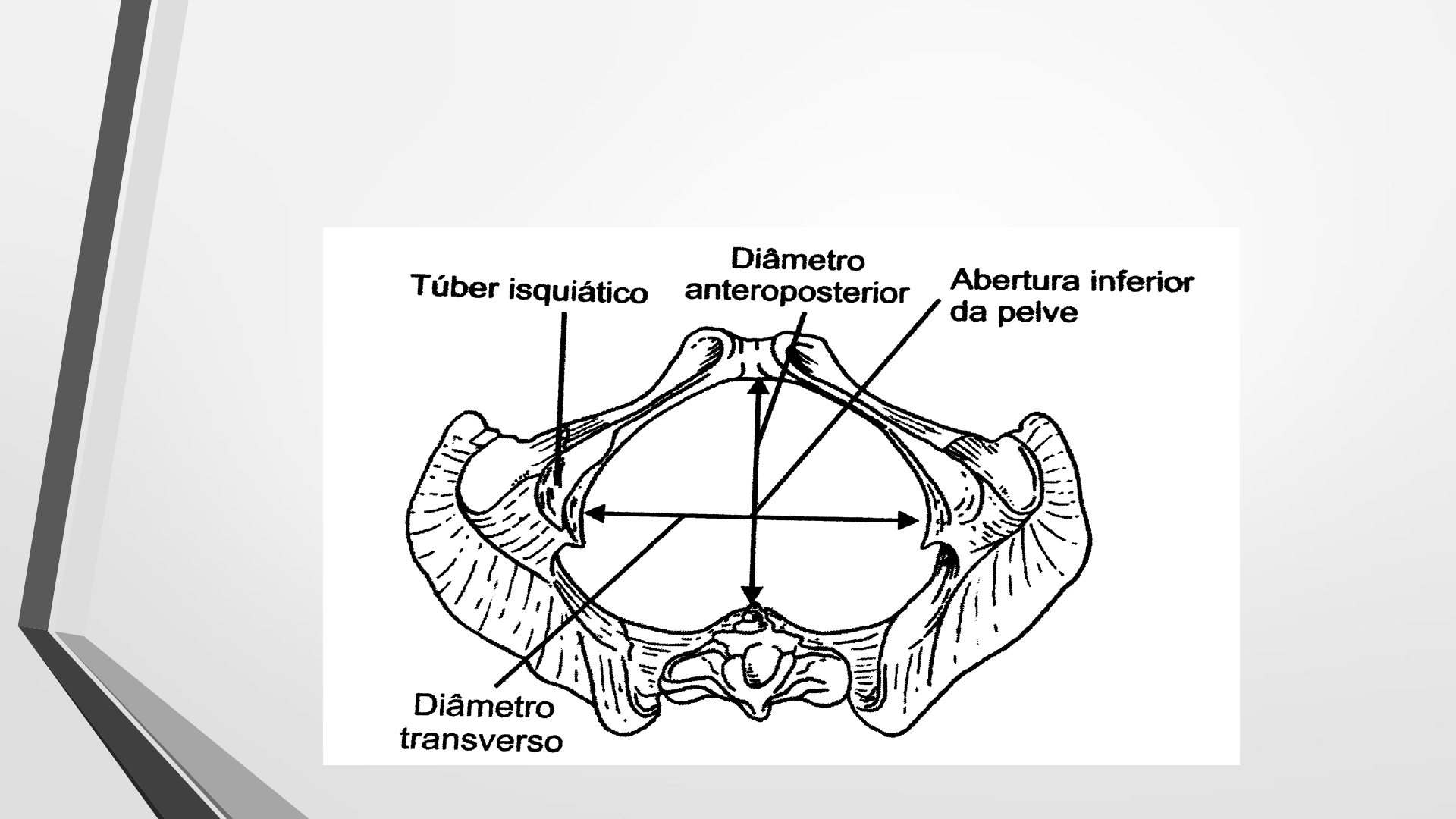 2- Anatomia e biomecânica do assoalho pélvico e pelve - Saúde da Mulher