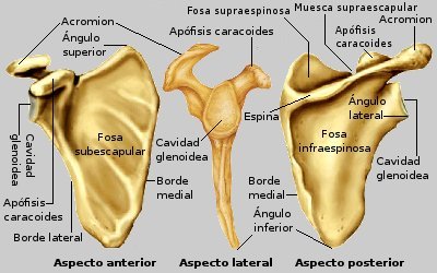 escapula - Anatomia do Aparelho Locomotor