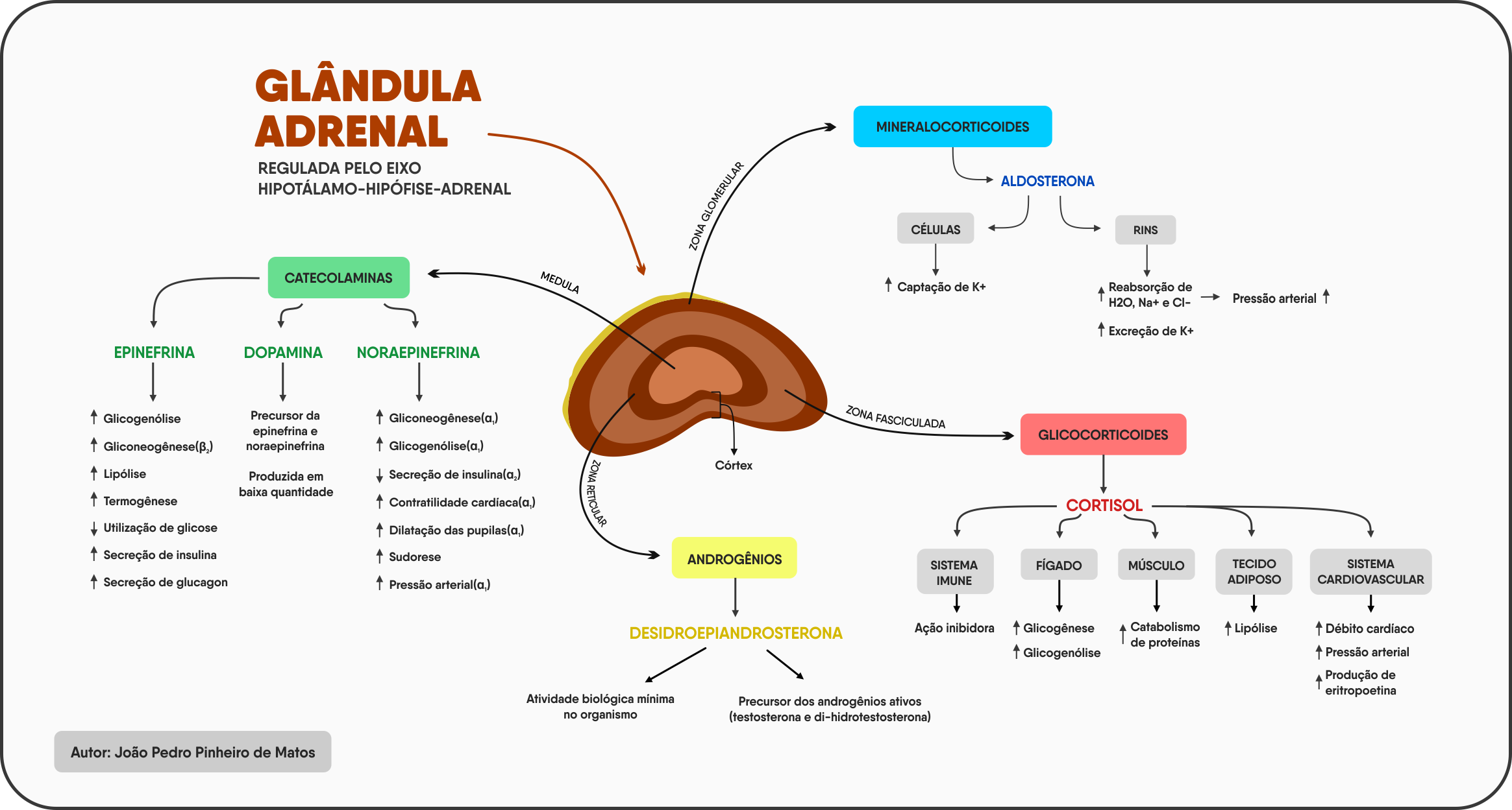 Hormonios Da Supra Renal - FDPLEARN
