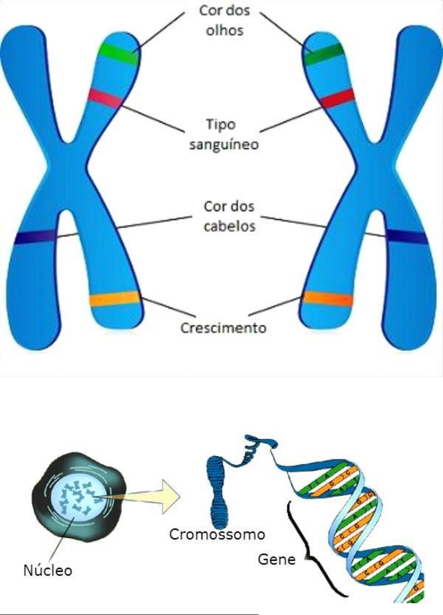 ATIVIDADES COMPLEMENTARES 11 08 - Biologia Celular