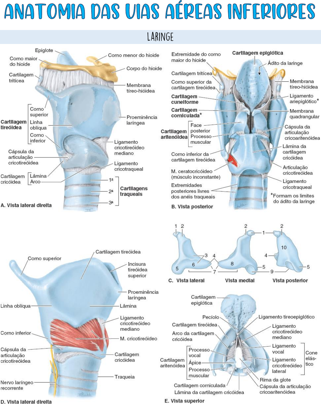 Anatomia das vias aéreas inferiores - Anatomia I