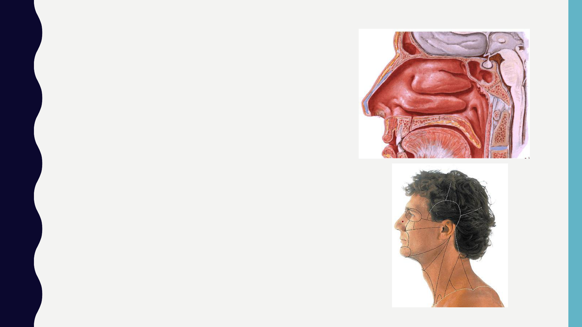Anatomia II - Nariz e seios paranasais - Anatomia Humana II Anatomia II - Nariz e seios paranasais - Anatomia Humana II