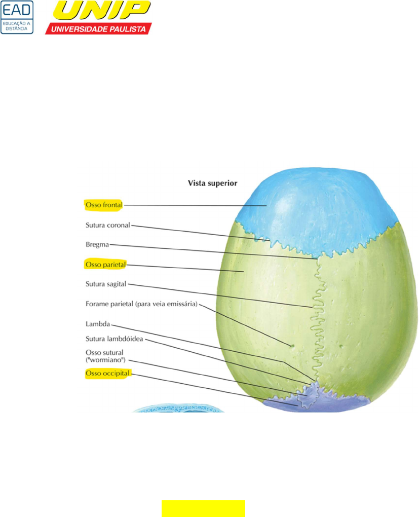 Suturas do crânio – Anatomia papel e caneta🈸 Transforme seu dia com o poder dos jogos que pagam bem