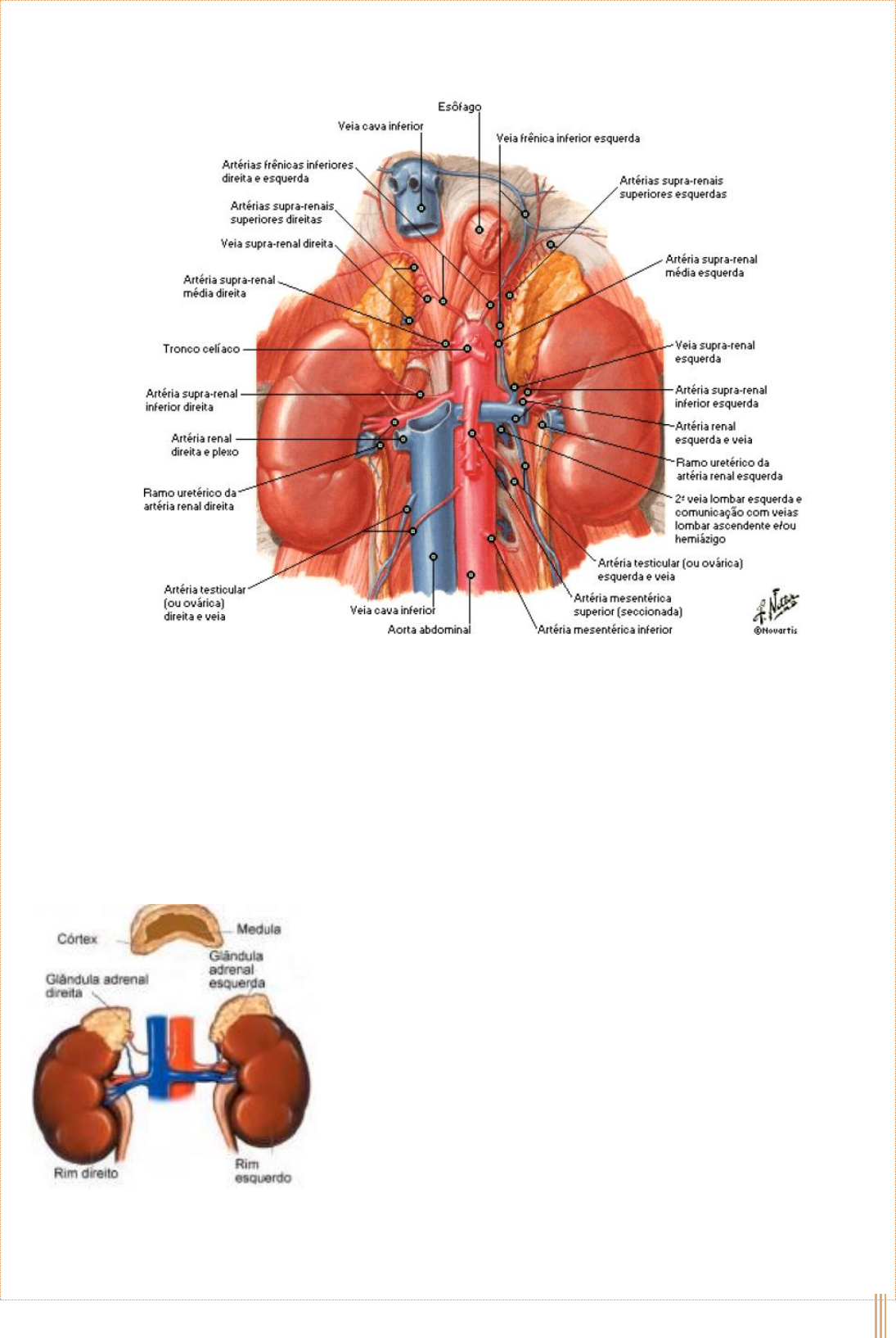 Diagrama Das Glandulas Supra Renais