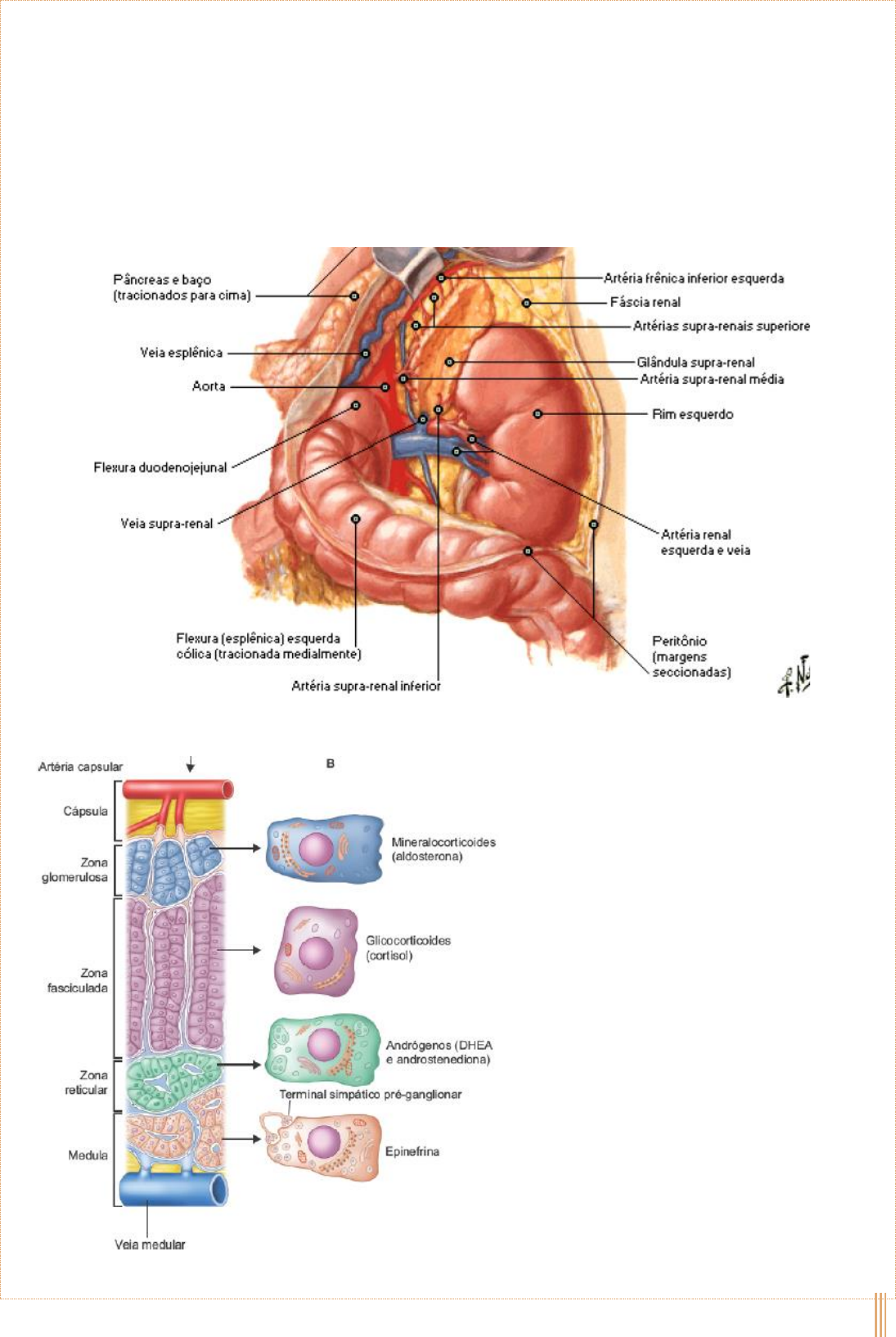 Diagrama Das Glandulas Supra Renais