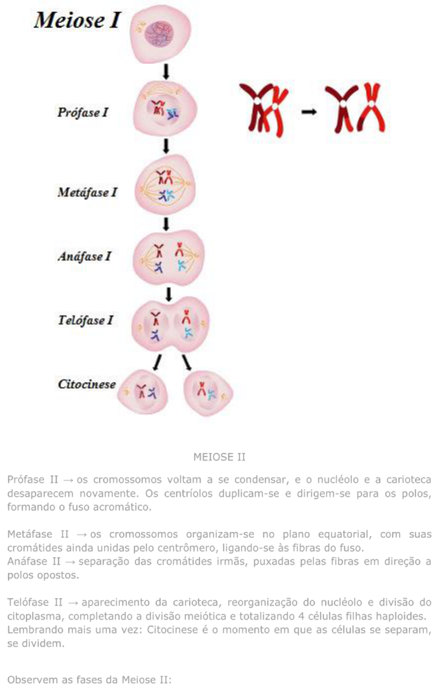 MEIOSE - Histologia I