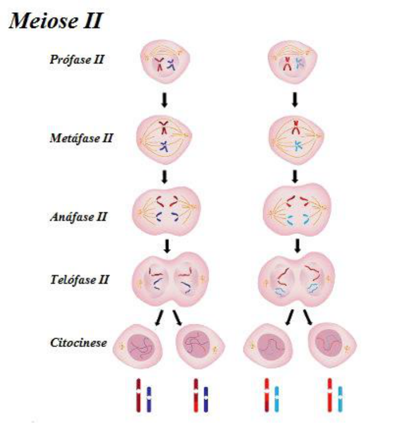 MEIOSE - Histologia I