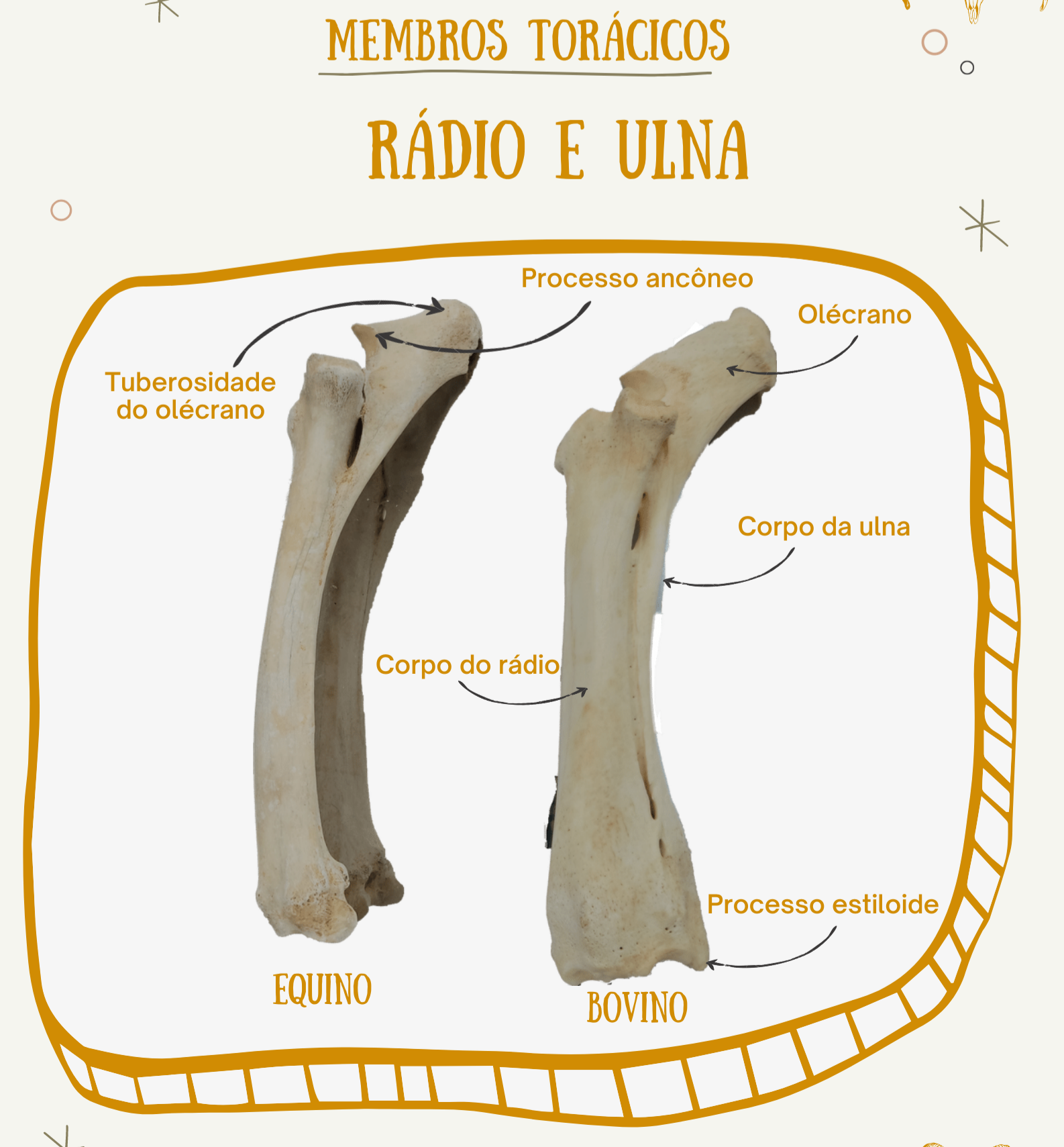 Radio-Ulna - Anatomia Veterinária I