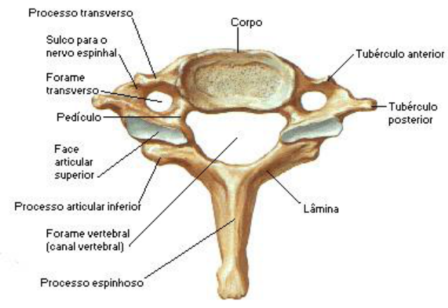 nomenclatura dos ossos superiores - Biomedicina