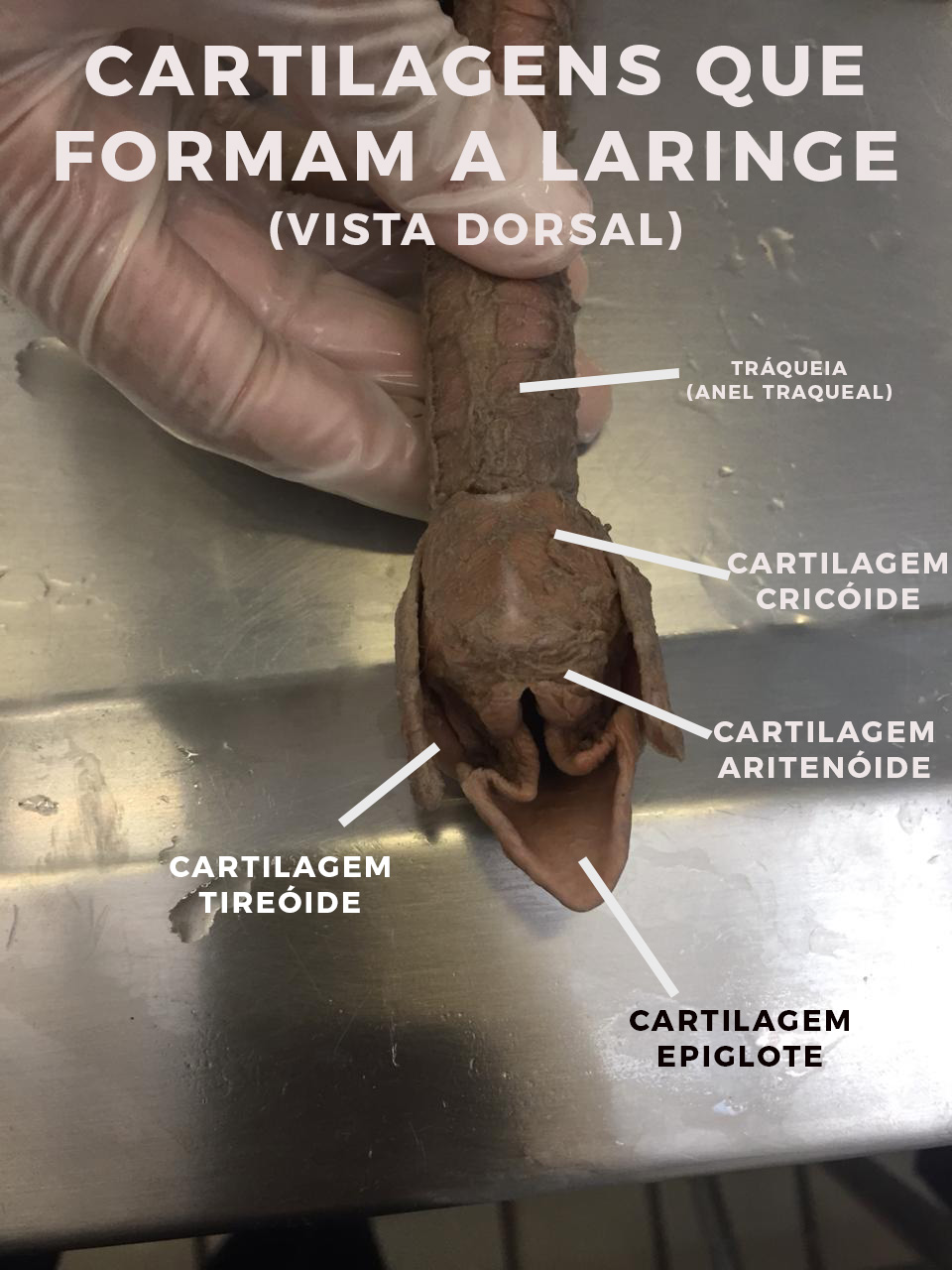 Cachorro Com Anatomia Da Laringe Atlas De Anatomia Cão Para Colorir