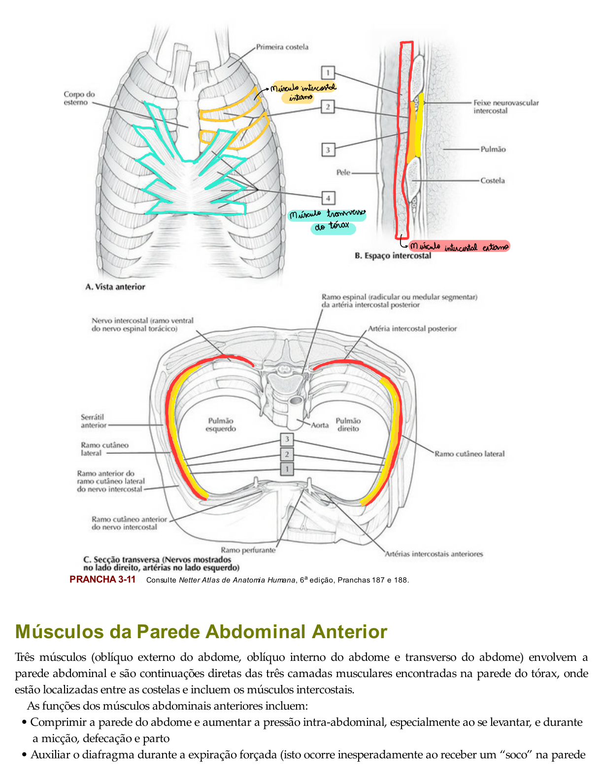 Diagrama Dos Musculos Anteriores