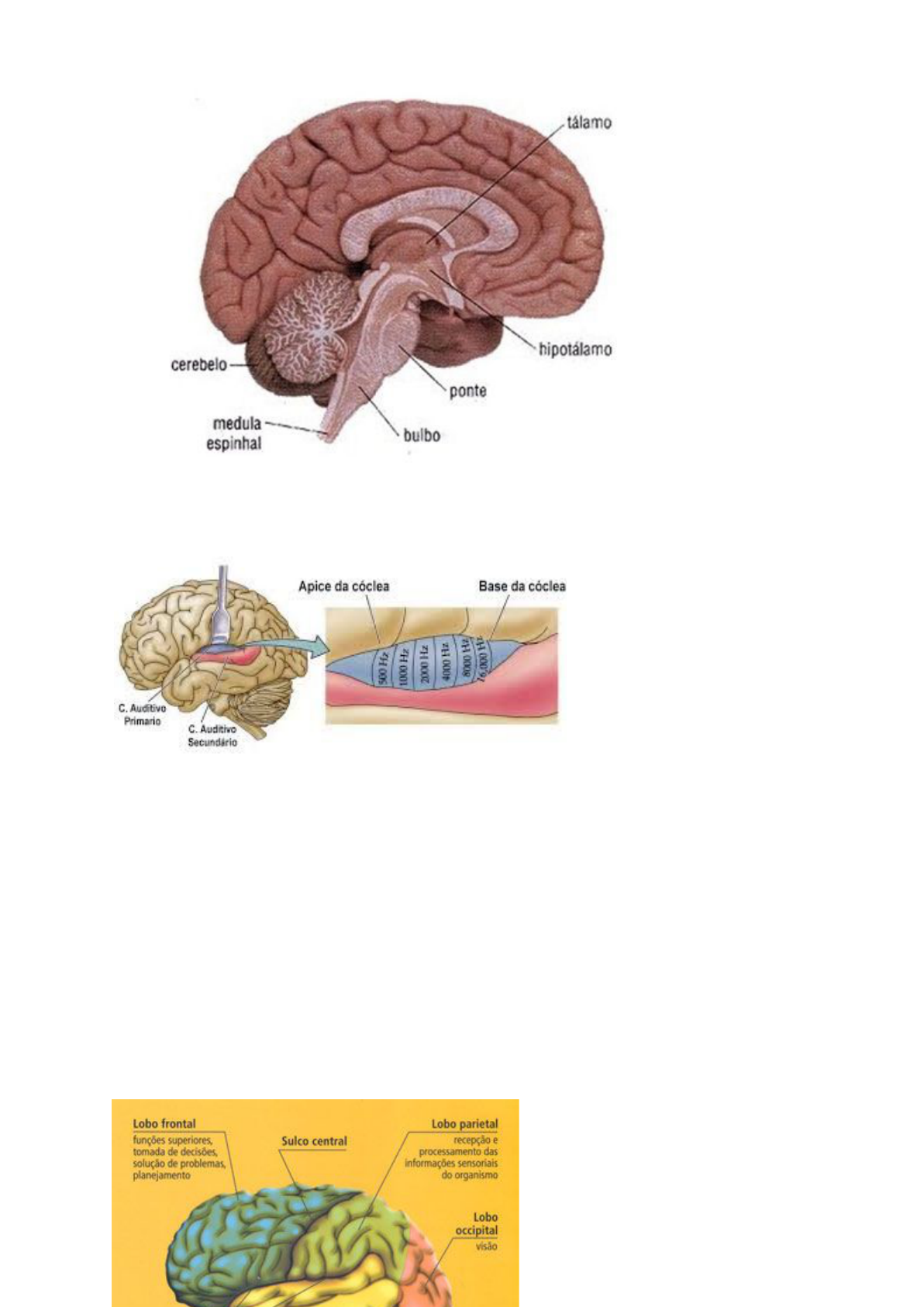 Via auditiva e vestibular- Morfo 04/04 - Neuroanatomia