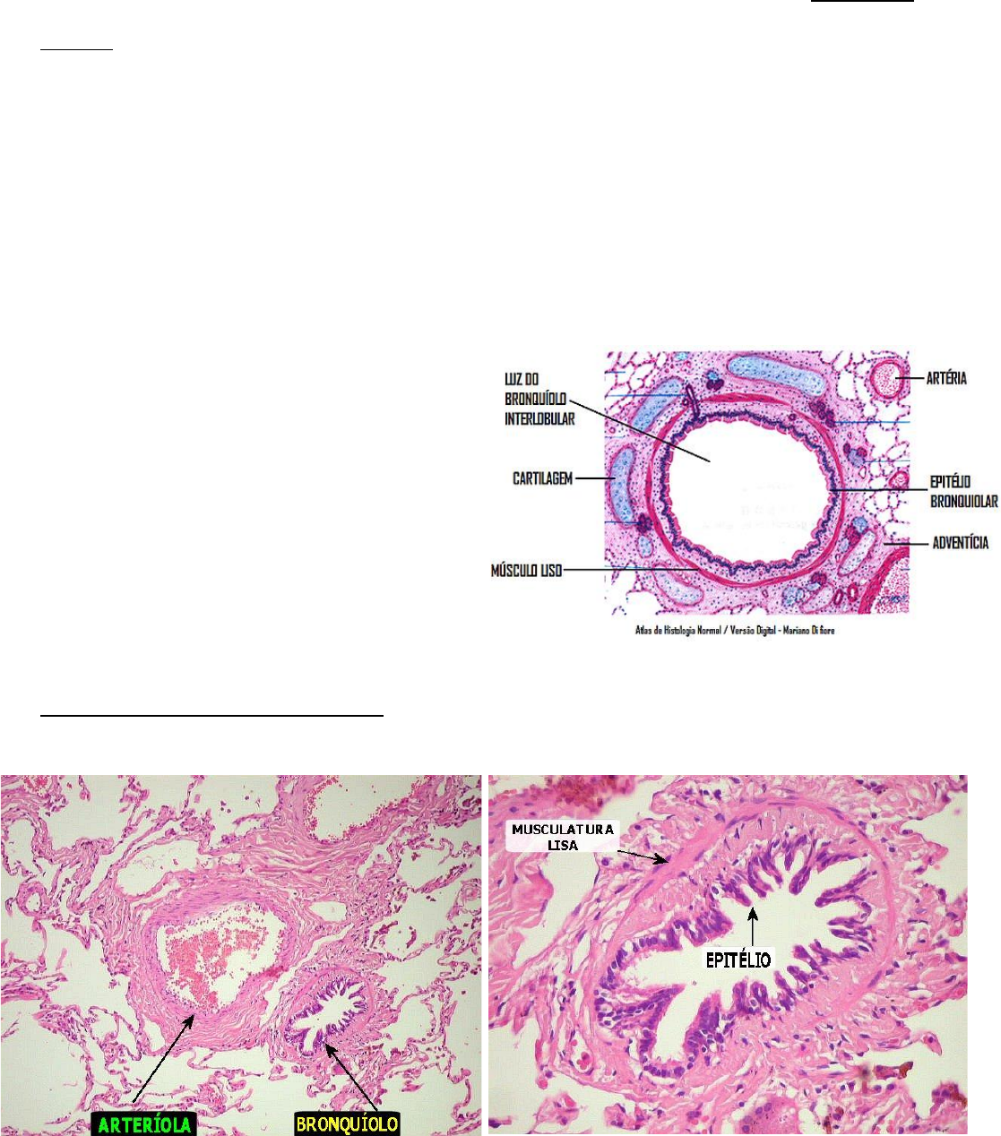 Histologia Do Tecido Pulmonar Alveolos