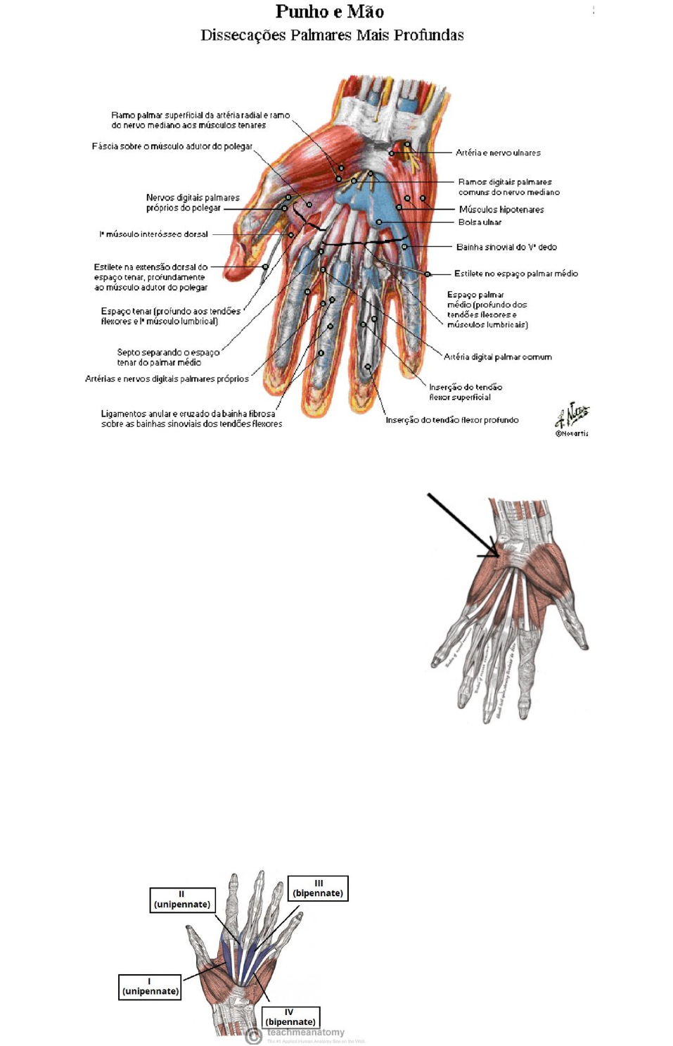 Musculos Intrinsecos E Extrinsecos Da Mao