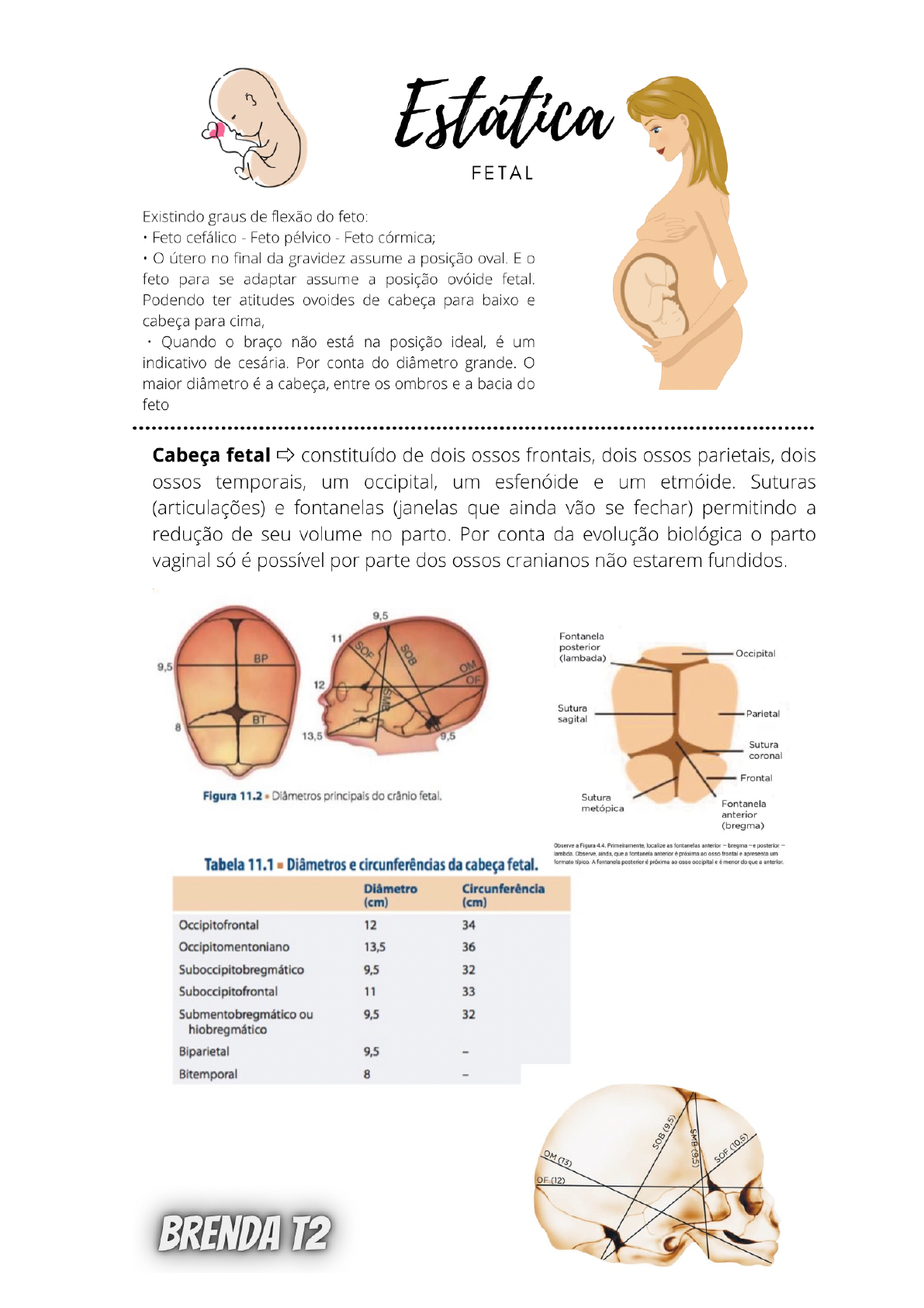 Estática fetal - Obstetrícia
