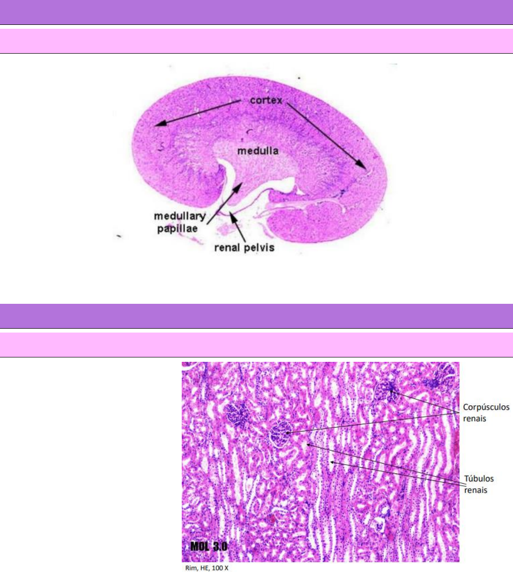 Histologia Do Tubulo Renal