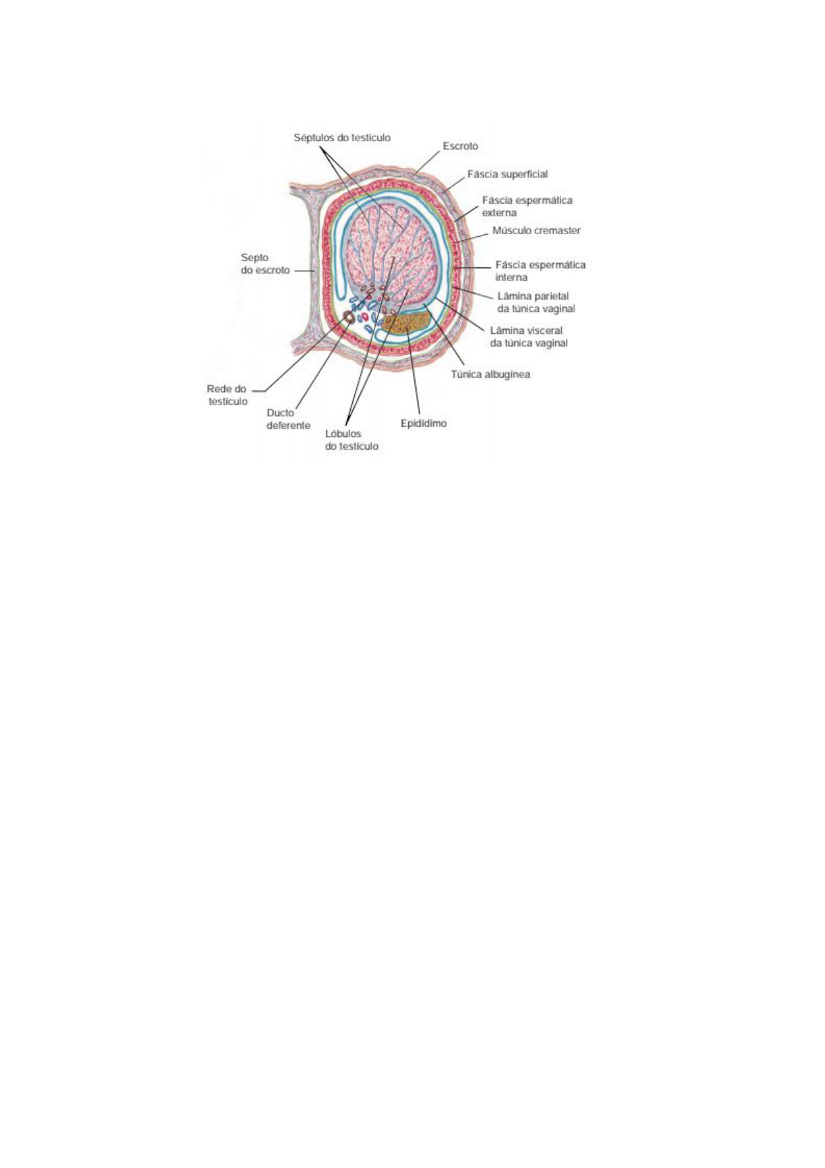 Tutoria 1 - Sistema Reprodutor Masculino - Embriologia