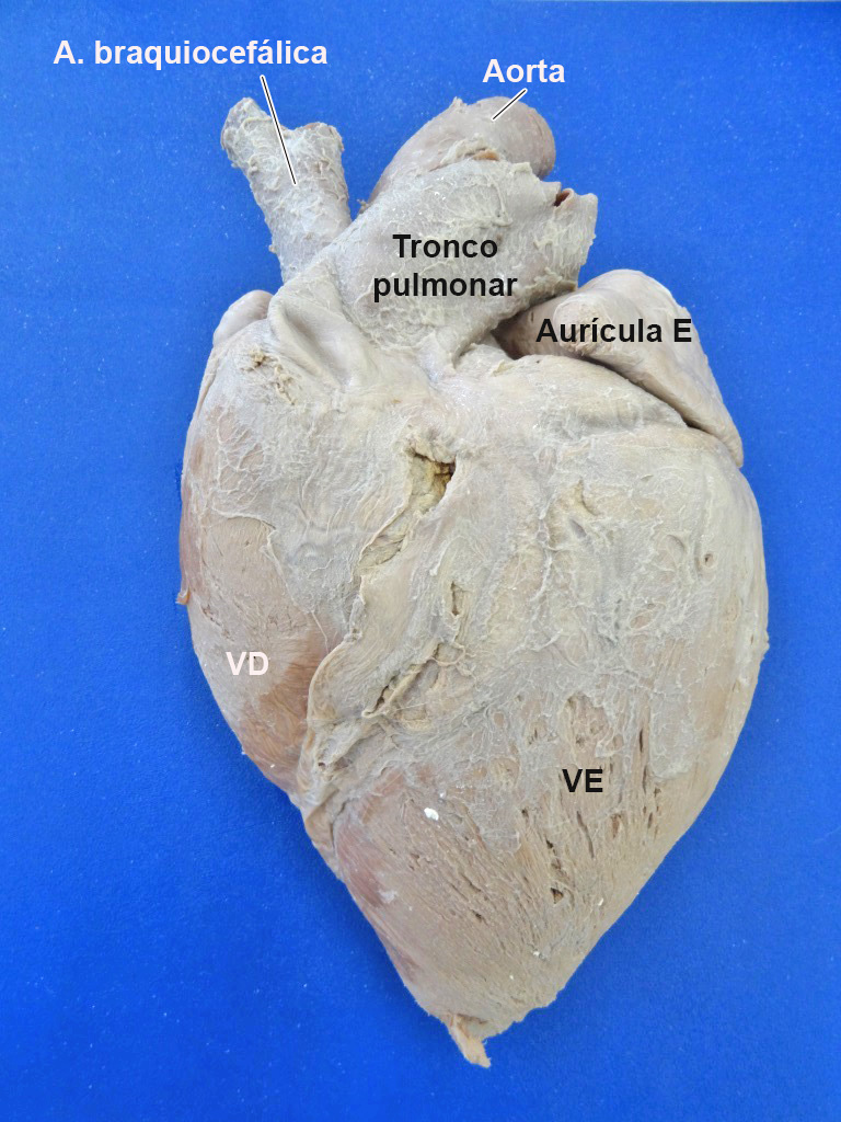 coracao equino (1)b - Anatomia Veterinária I