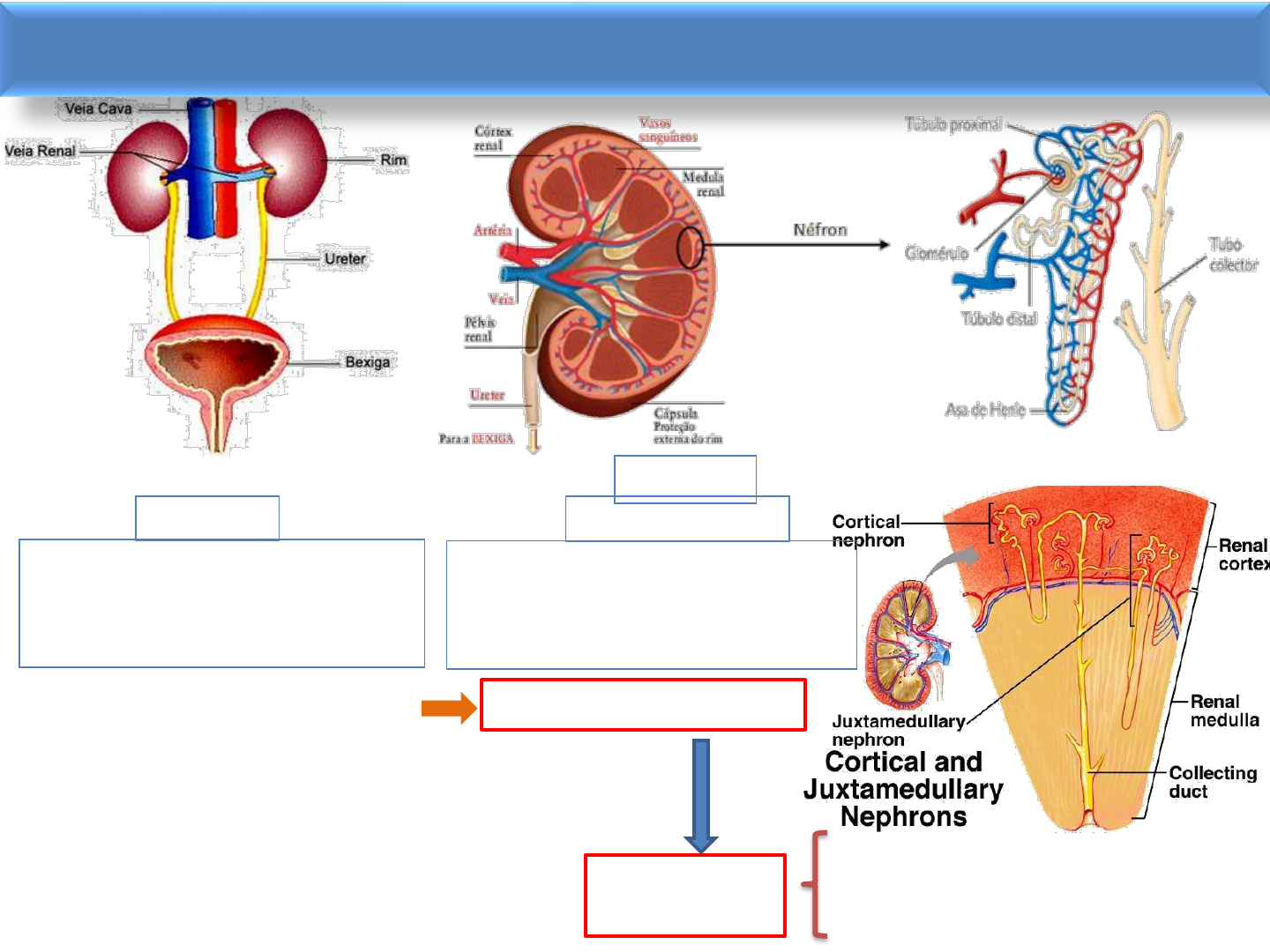 Diagrama De Nefrons Marcado No Rim