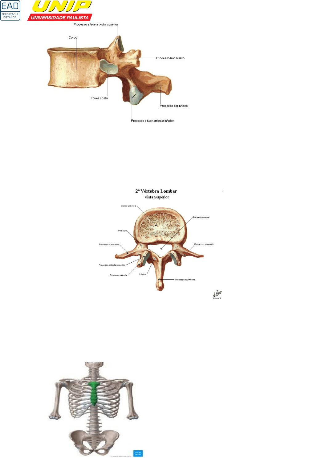 Jogos de anatomia humana – Membros superiores – Anatomia papel e caneta ... Jogos de anatomia humana – Membros superiores – Anatomia papel e caneta ...