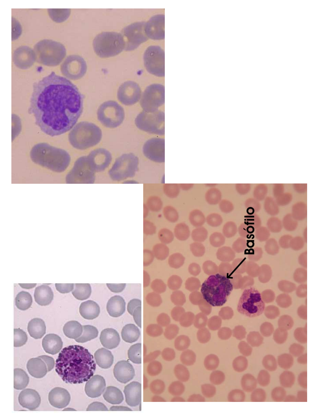 Atlas hematologia - Biologia Celular