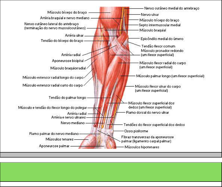 Musculos Flexores Do Antebraco Músculos Flexores Profundos Do