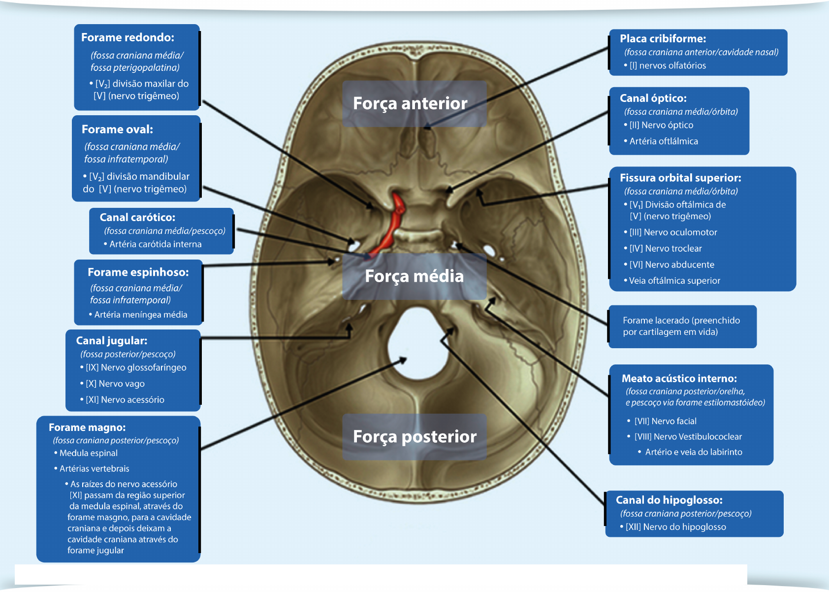 Anatomia do Crânio e da Face - Anatomia💝 Desbravando o mundo do beste slots online