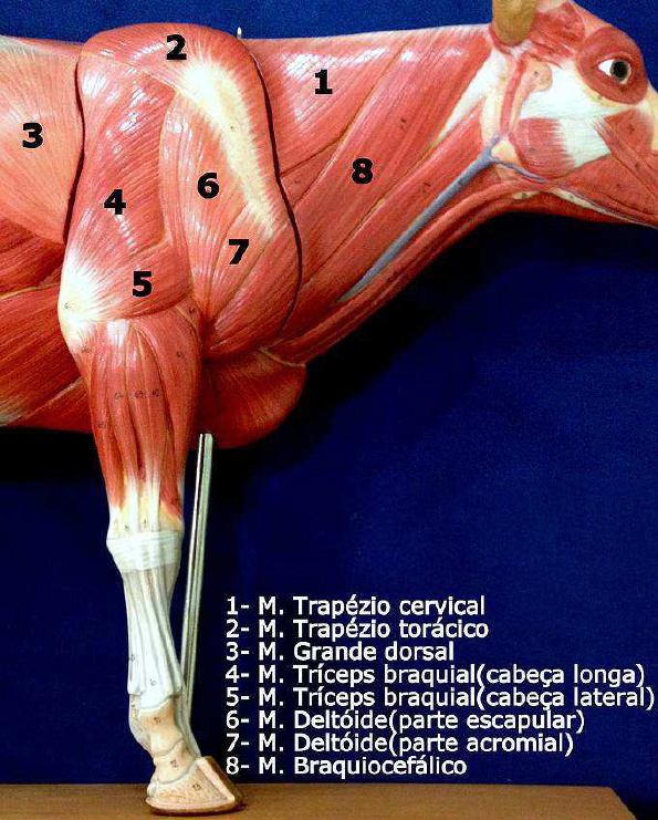 Músculos Vaca - Corpo Animal I