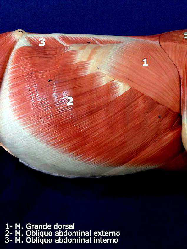 Músculos Vaca - Corpo Animal I