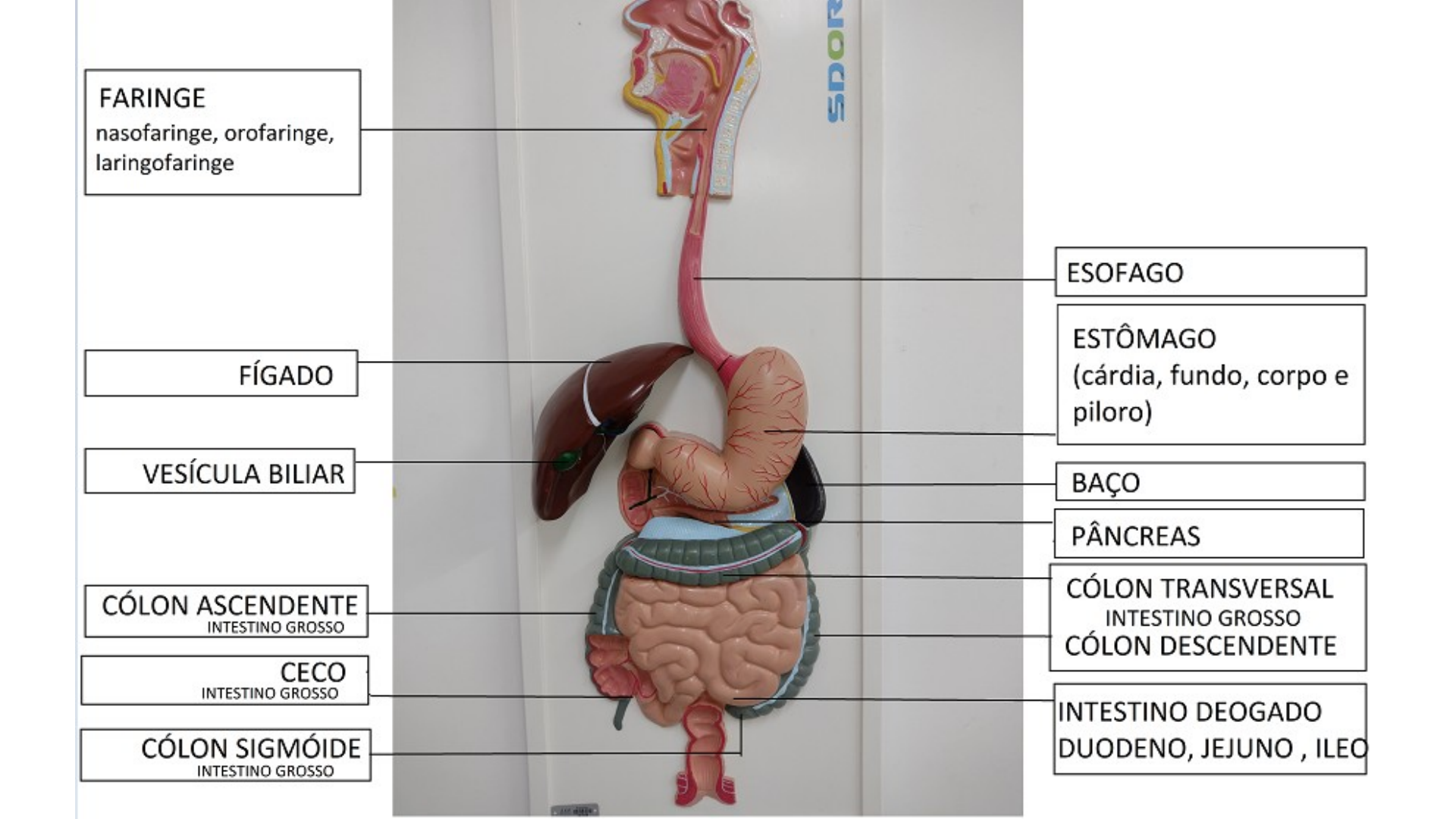 Sistema Digestório - Anatomia I