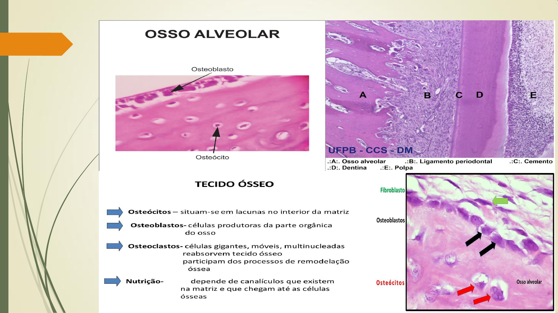 Histologia Do Osso Alveolar