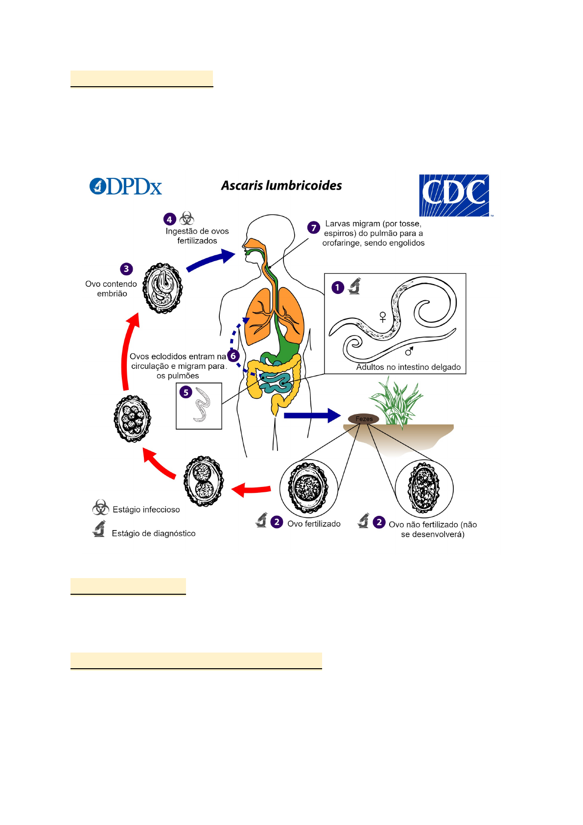 Ovulos De Ascaris Practical Pathology; A Manual For Students And