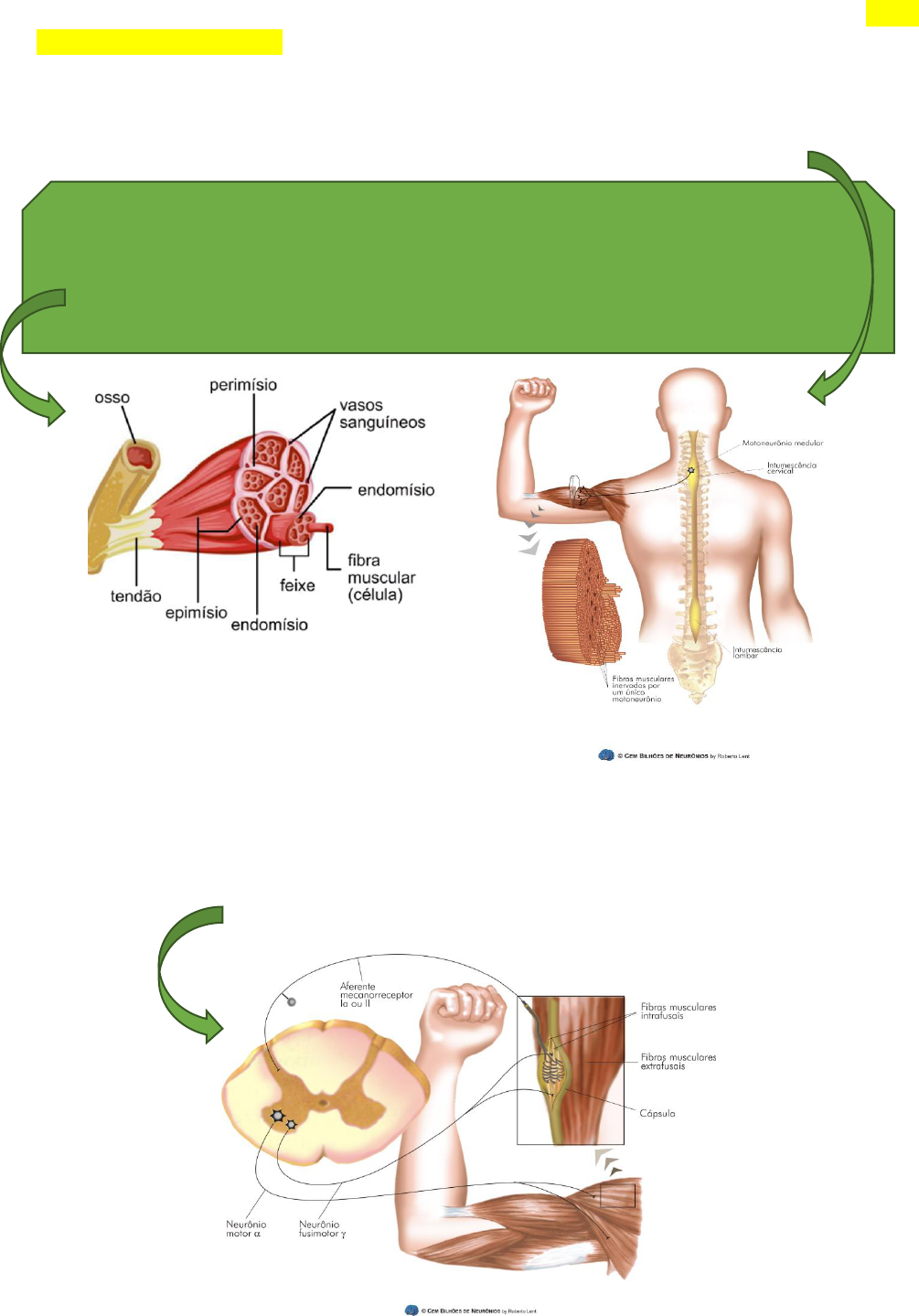 Sistema motor somático - RESUMO - Fisiologia Humana I