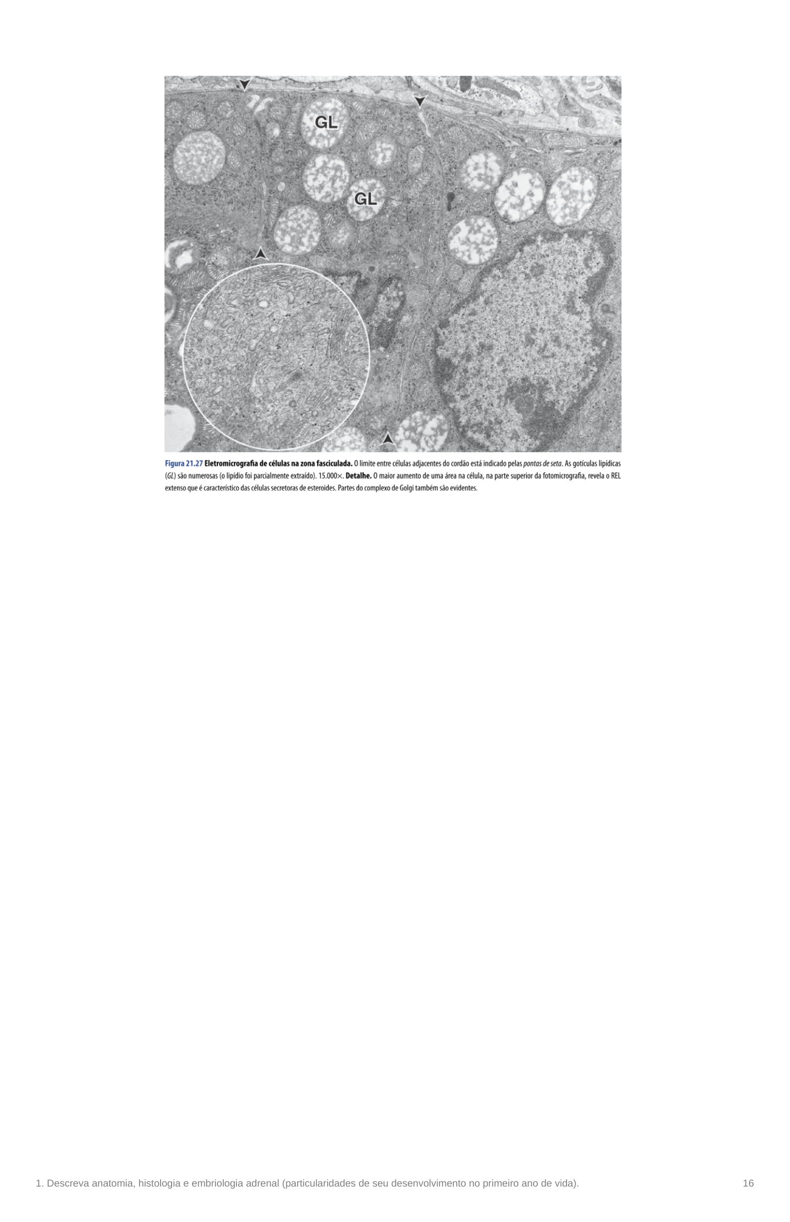 Histologia Da Zona Fasciculada Histología Del Sistema Endocrino