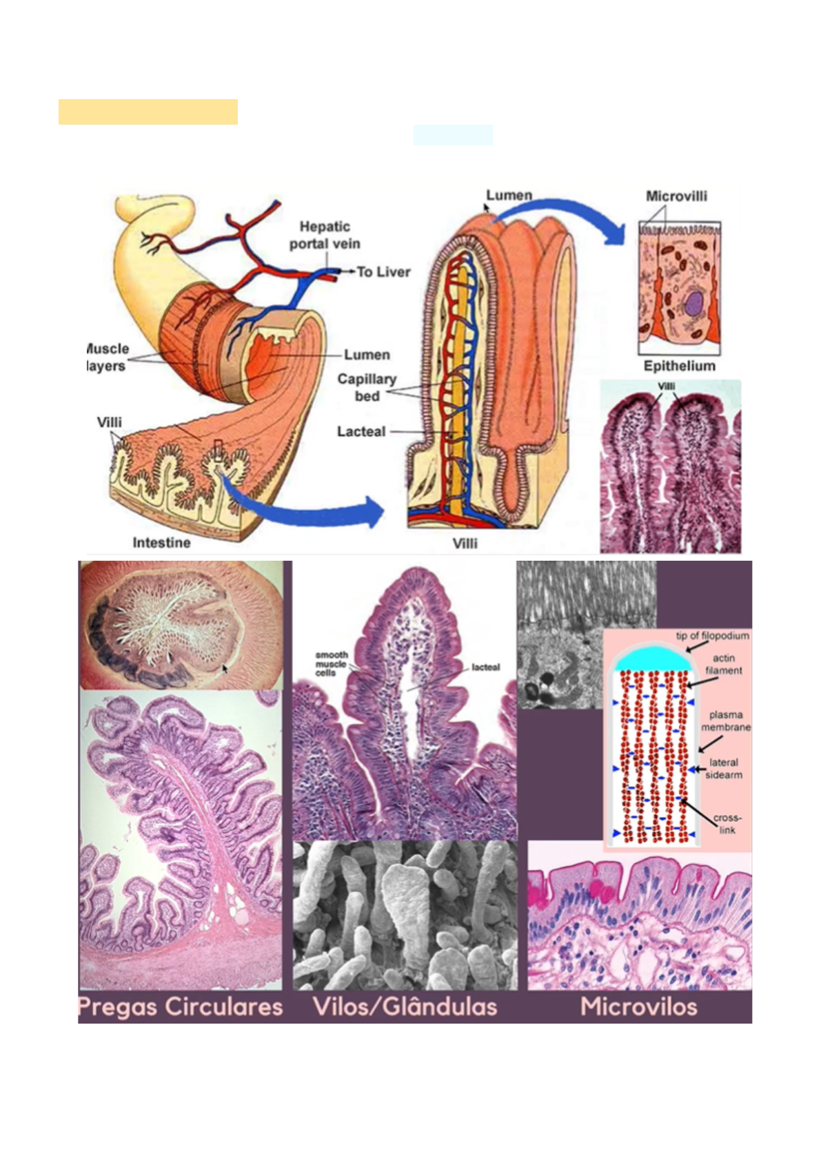 Histo SISTEMA DIGESTÓRIO - ESÔFAGO E ESTÔMAGO - Histologia I