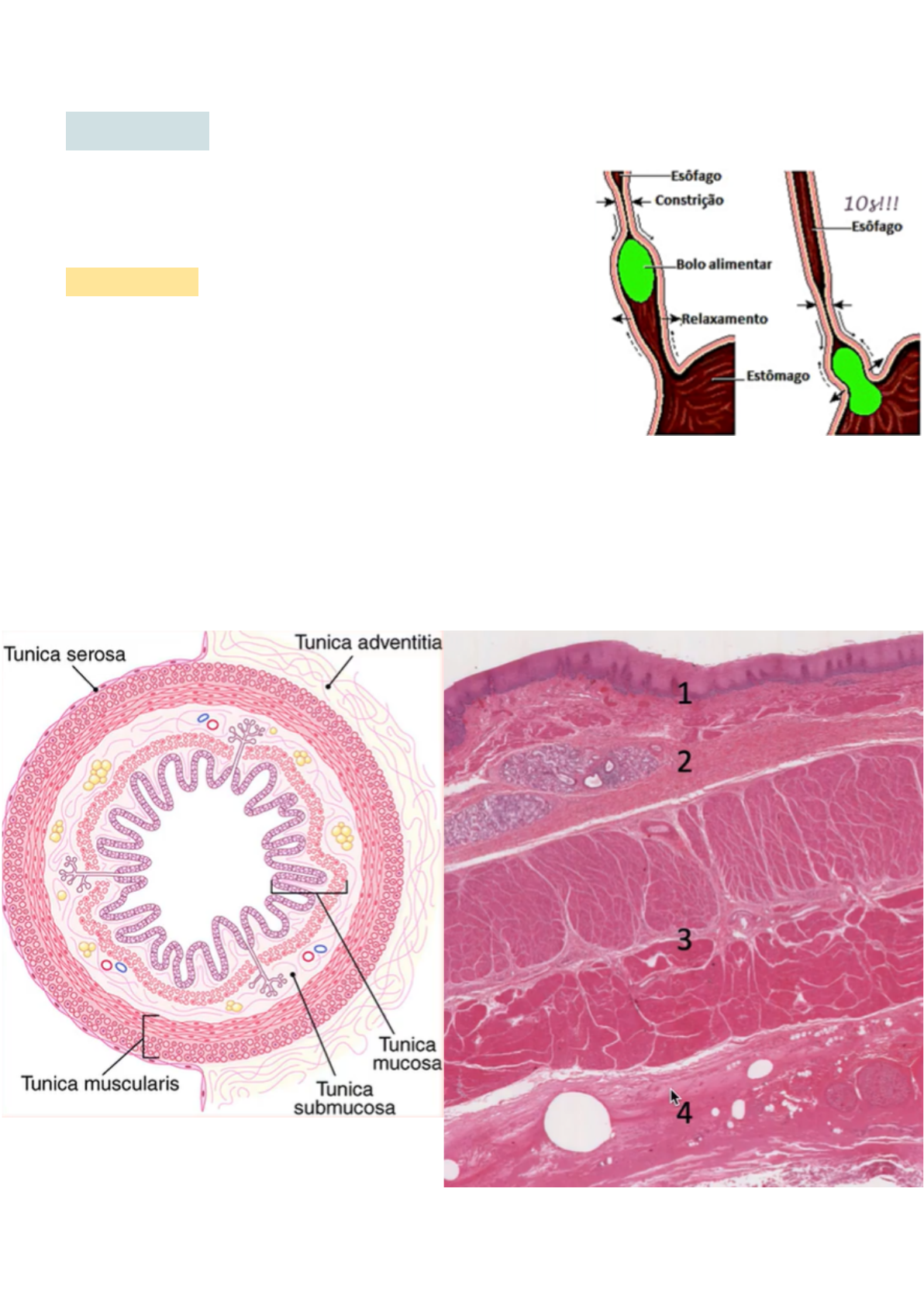Histo SISTEMA DIGESTÓRIO - ESÔFAGO E ESTÔMAGO - Histologia I