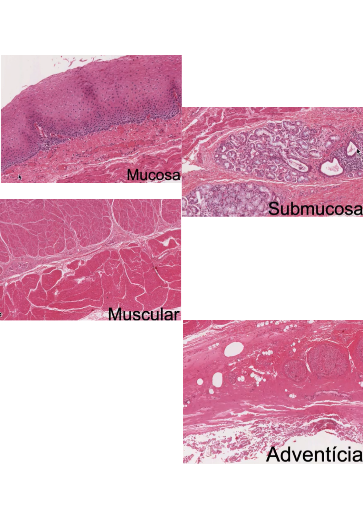 Histo SISTEMA DIGESTÓRIO - ESÔFAGO E ESTÔMAGO - Histologia I