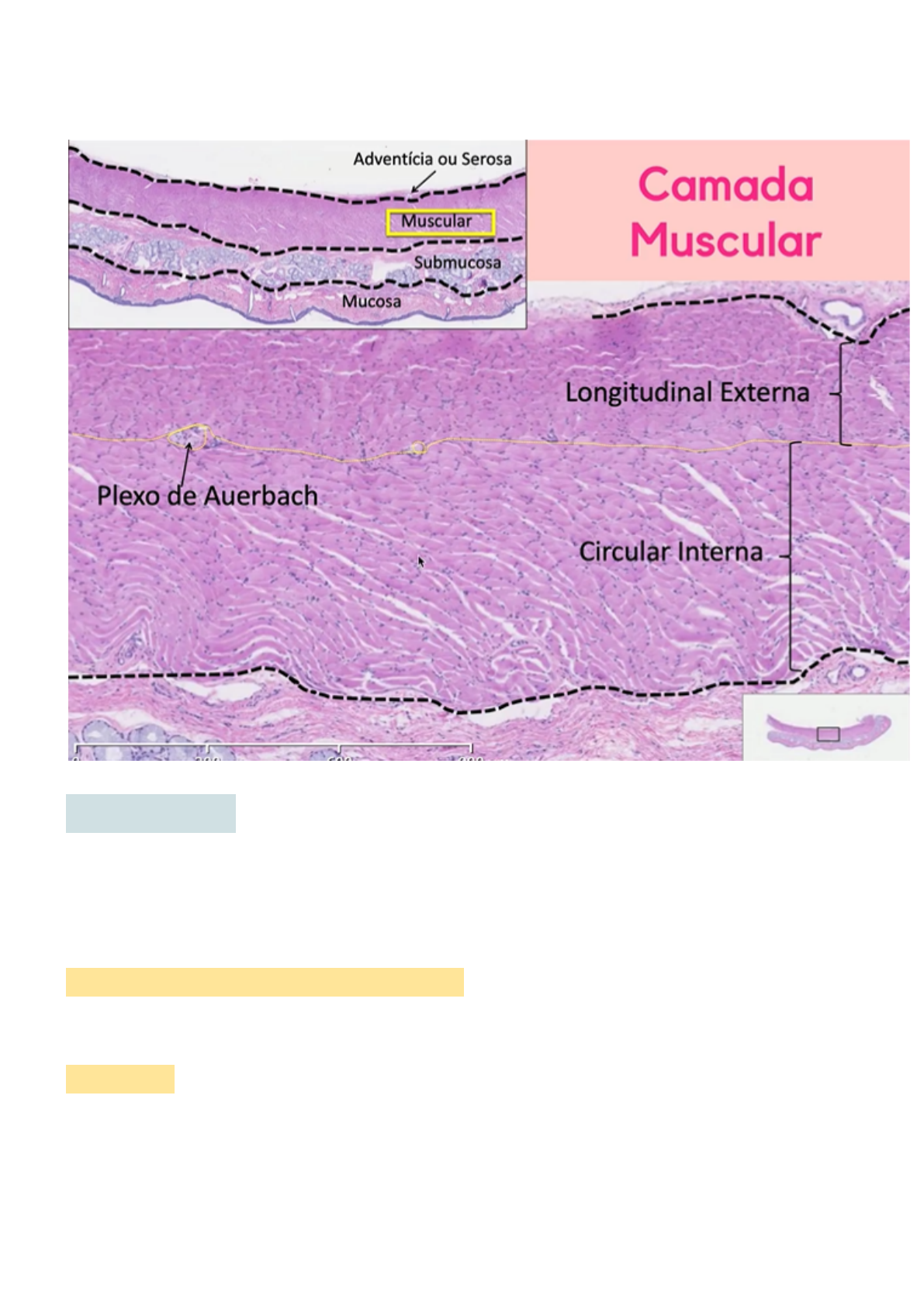 Histo SISTEMA DIGESTÓRIO - ESÔFAGO E ESTÔMAGO - Histologia I