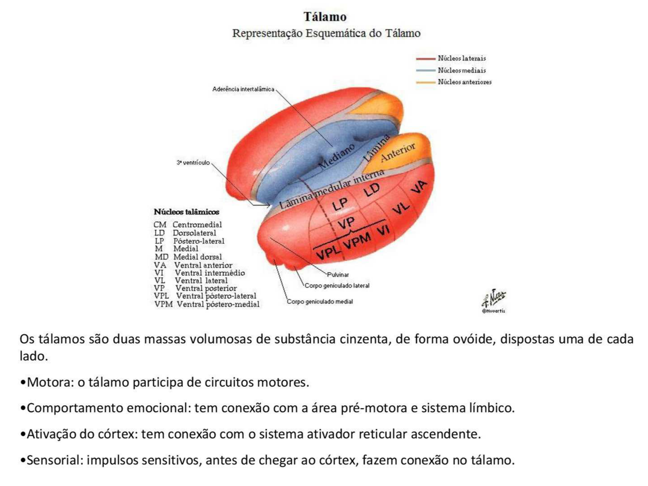 anatomia Tálamo - Anatomia I