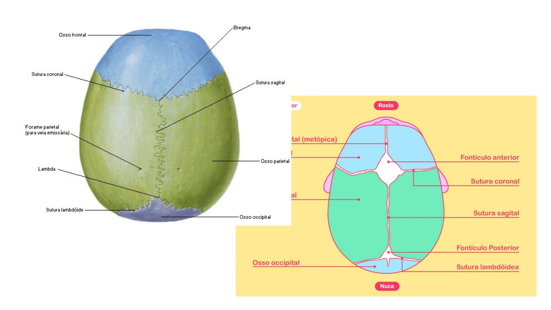 Cranio Do Canal Faringeo