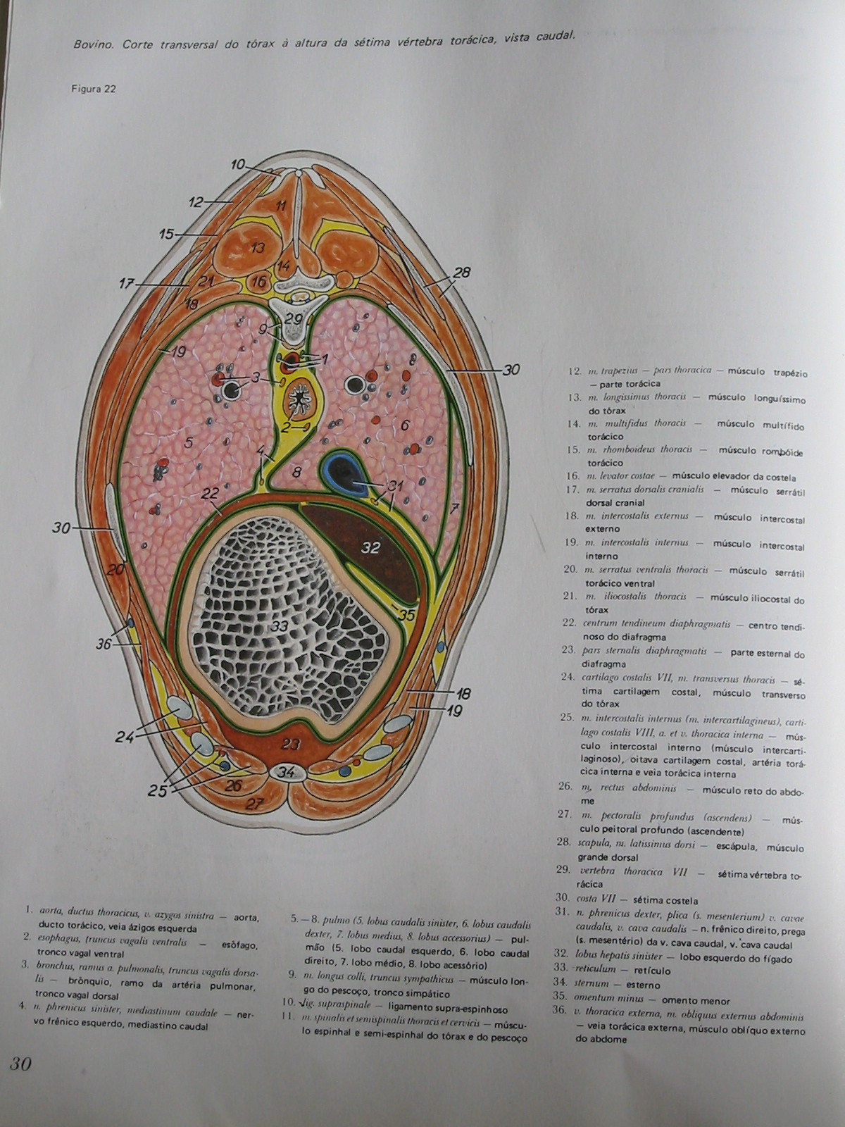 Popesko Bovino - Anatomia Aplicada