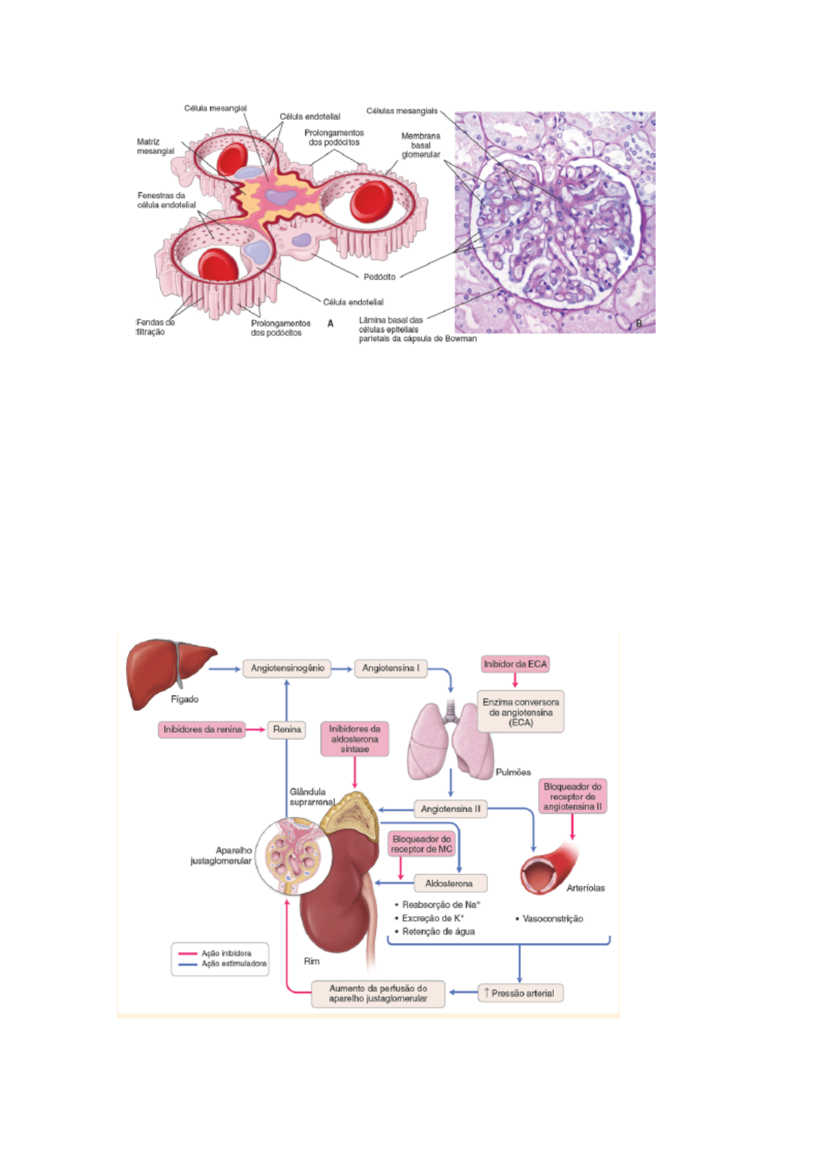 Histologia Do Aparelho Justaglomerular Sistema Renal Histologia