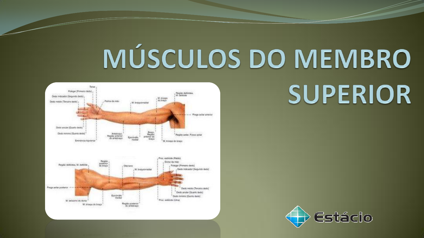 AULA 14 MÚSCULOS DO MEMBRO SUPERIOR pdf - Anatomia do Aparelho Locomotor
