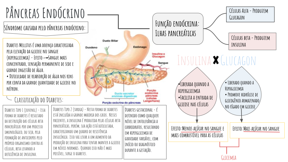 Mapa Conceitual Pâncreas Endócrino - Fisiologia I