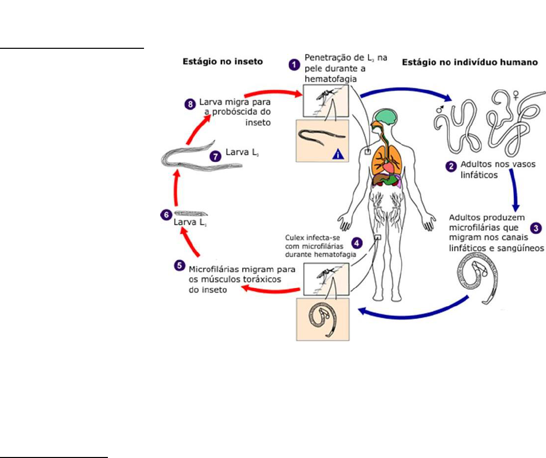 Ciclo De Vida Da Filariose Linfatica