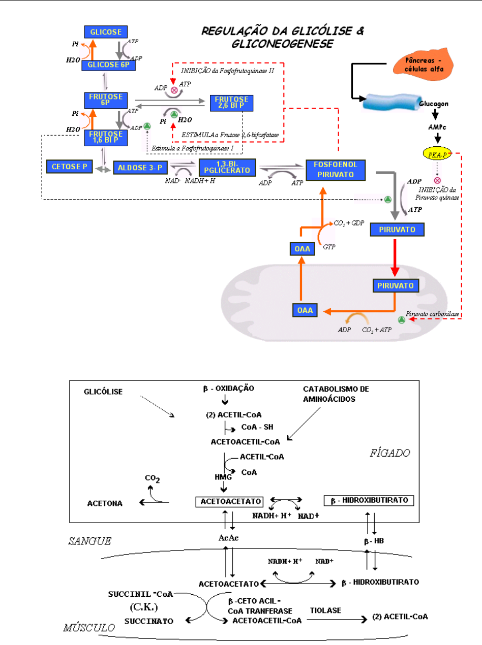 Diagrama De Glicolise Com Enzimas