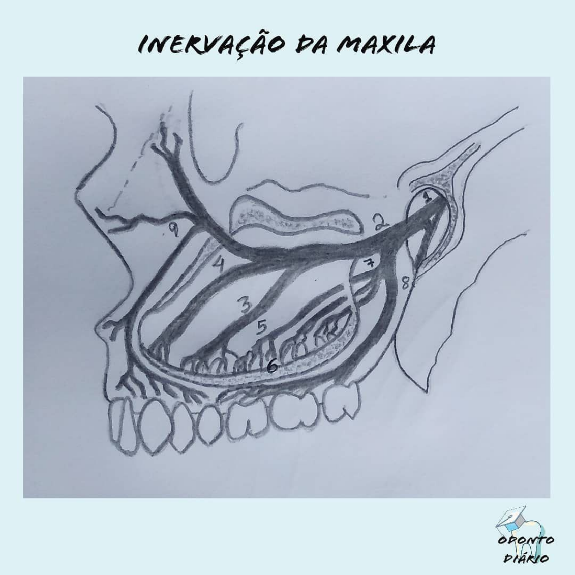 INERVAÇÃO DA MAXILA - Anatomia Crânio-facial