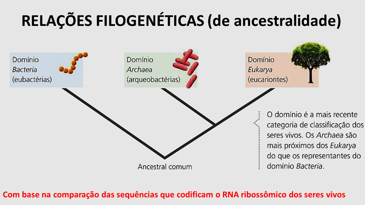 3 dominios cladograma - Biologia