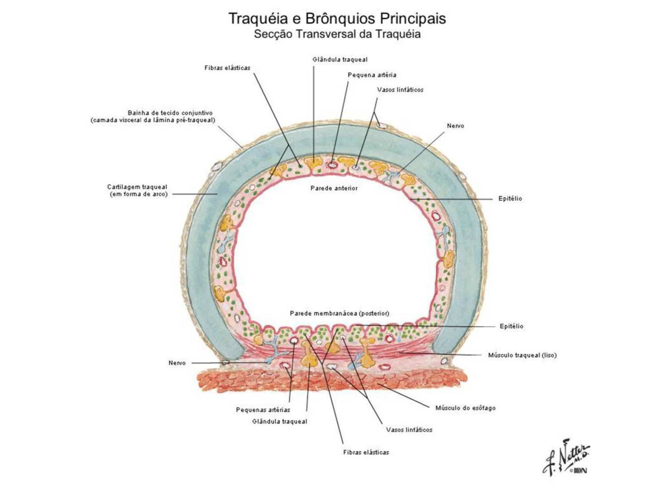 Traquéia e Brônquios - Anatomia I