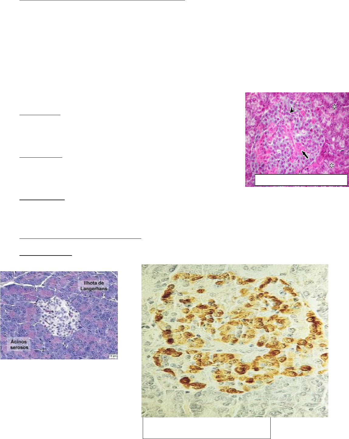 Histologia Do Pancreas Celulas Alfa